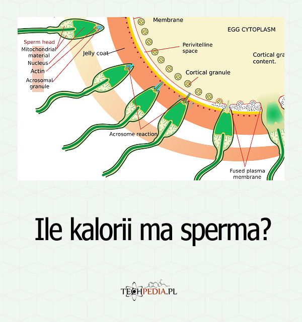 Ile Kalorii Ma Sperma Ile Kalorii Ma Sperma